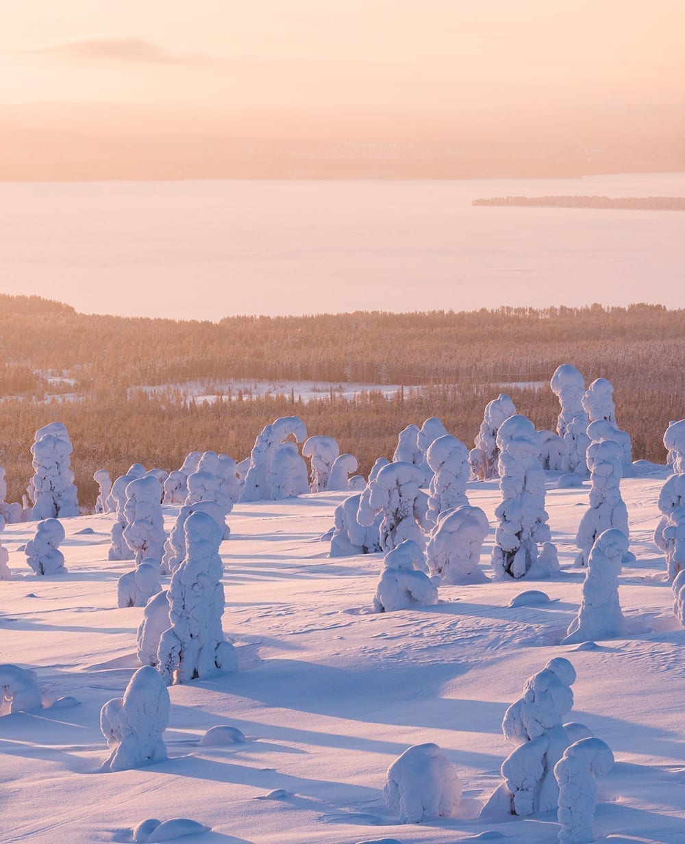 Taistelemme ilmastonmuutosta vastaan yhdessä Ailo-poron kanssa - Honka