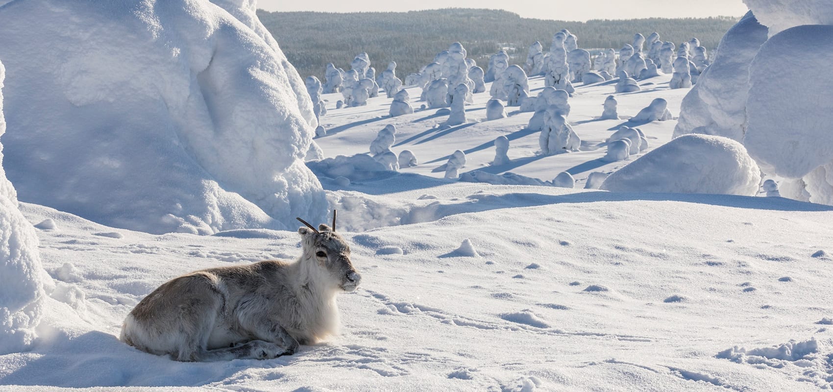 Taistelemme ilmastonmuutosta vastaan yhdessä Ailo-poron kanssa - Honka