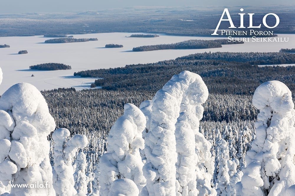 Taistelemme ilmastonmuutosta vastaan yhdessä Ailo-poron kanssa - Honka